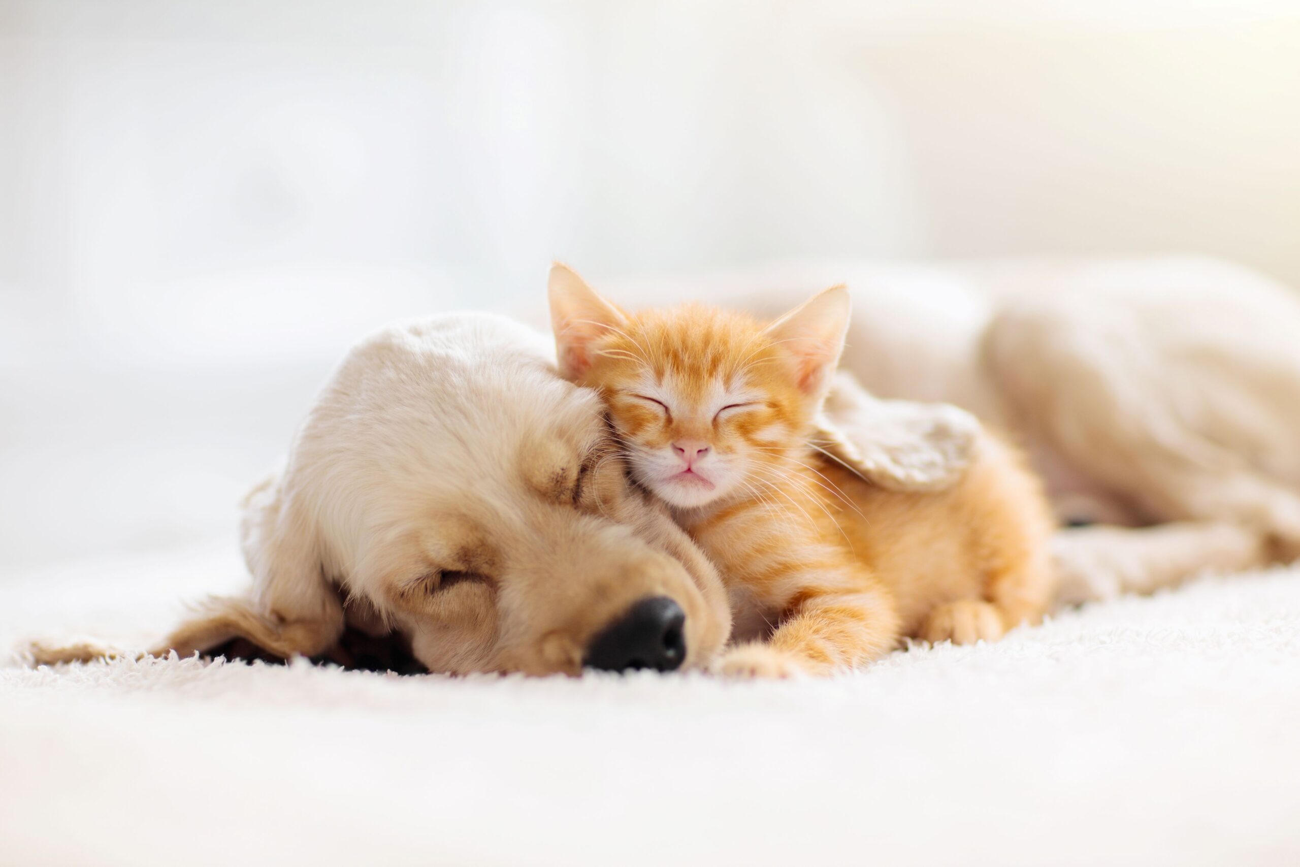 Beloved Benefits: Does My Pet Help with Sleep Apnea? | Dr. Jennifer Bragg